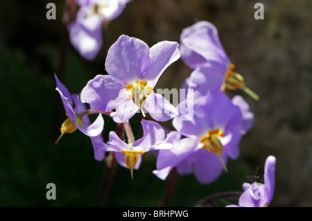 Pyrenean Violet, Ramonda pyrenaica, Gesneriaceae, France & Spain ...