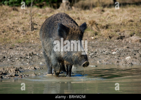 Portrait of a wild boar brook in the tall reed grass, Germany ...