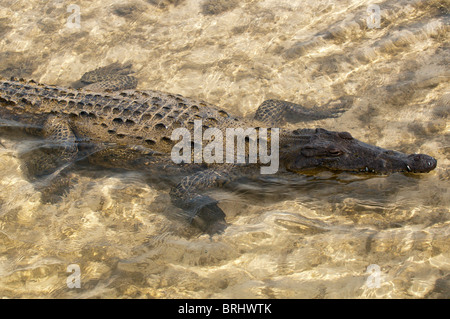 Mexico, Cozumel. Saltwater crocodile crocodylus porosu lagood in Punta ...
