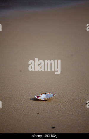 A single clam shell sat on a sandy beach Stock Photo - Alamy