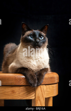 Siamese cat lying on wooden floor in golden sunlight. Curiosity ...