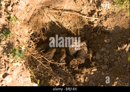 Badger scat in Somerset countryside Stock Photo - Alamy