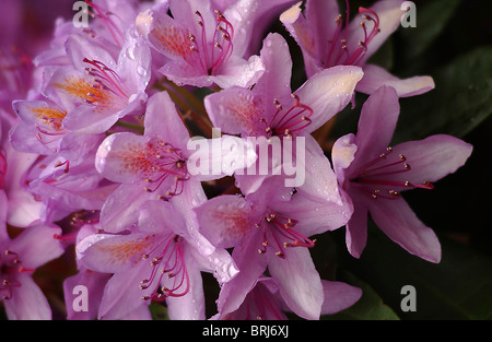 Invasive rhododendrons Rhododendron ponticum spreading on Isle of Mull ...