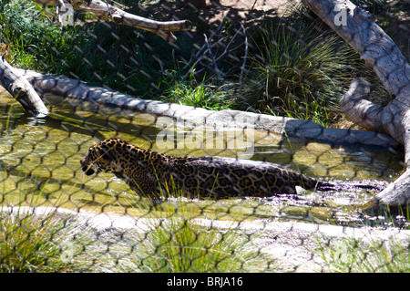 Swimming Leopard Panthera in San Diego Zoo Stock Photo - Alamy