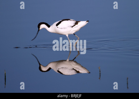 Avocet, Recurvirostra avosetta Stock Photo - Alamy