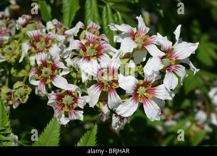 Yellowhorn Tree Flowers, Xanthoceras sorbifolium, Sapindaceae, North ...