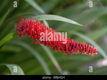 Poor Knights lily (Xeronema callistemon Stock Photo - Alamy