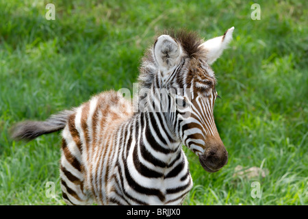 A beautiful portrait of a cute baby zebra Stock Photo - Alamy