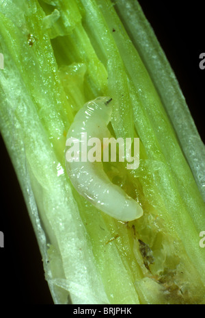 Gout fly Chlorops pumilionis larva in damaged wheat stem Stock Photo ...