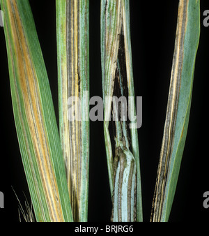 Stem stalk or striped smut Urocystis occultata on rye stems Stock Photo ...