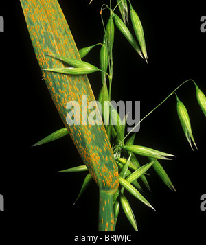 Crown rust Puccinia coronata on oats flag leaf Stock Photo - Alamy
