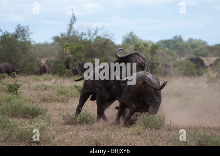 Cape Buffalo Fighting Stock Photo - Alamy