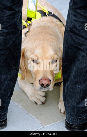 Golden labrador guide dog for the blind Stock Photo - Alamy