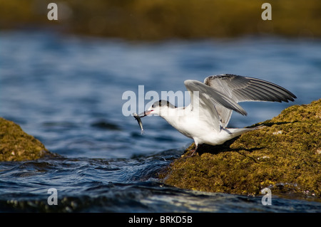 Common Tern eating a fish by the rocks during sea low tide Stock Photo ...