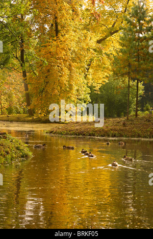 Autumn lake with swimming ducks. The surface of the water. Animal world ...