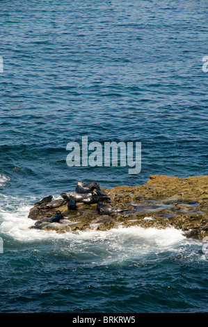 Seals on rocks in the Pacific ocean close Paracas, Peru Stock Photo - Alamy