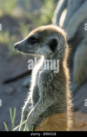 Close up portrait of meerkat, side view of cute meerkat in zoo Stock ...