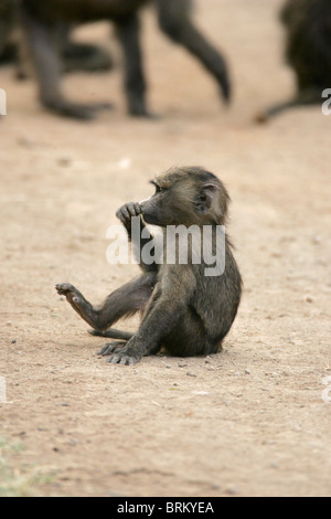 Close-up of a baby Olive Baboon -Papio Anubis- playing in the long ...