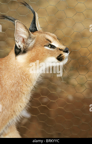 Caracal - side view Stock Photo - Alamy