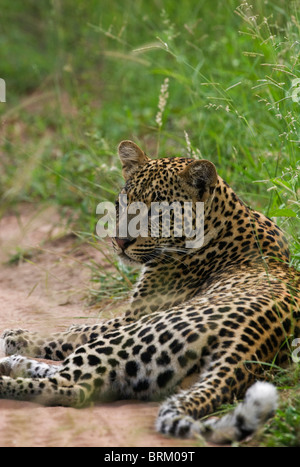 Male leopard resting Sabi Sand Game Reserve Mpumalanga South Africa ...