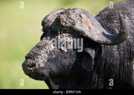 Tight portrait of a muddy buffalo bull Stock Photo - Alamy
