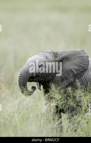 elephant and baby Stock Photo - Alamy