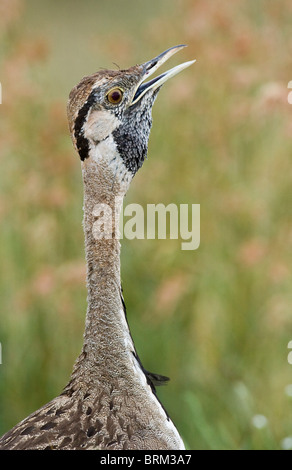 Black Bellied Bustard Stock Photo - Alamy