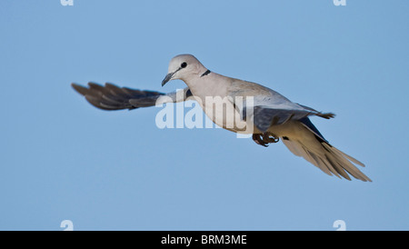Cape turtle dove in flight Stock Photo - Alamy