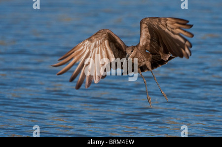 Hamerkop in flight Stock Photo - Alamy