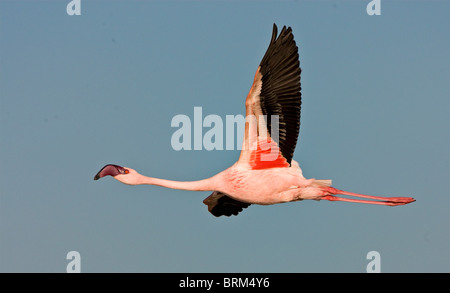 Lesser flamingo in flight Stock Photo - Alamy