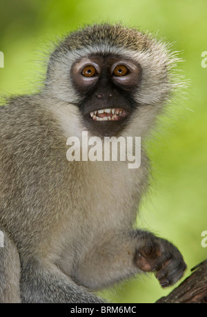 A Vervet Monkey. South Africa Stock Photo - Alamy