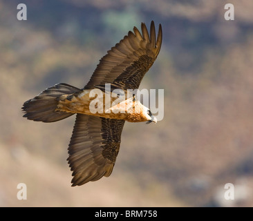 A close-up of a bearded vulture in the Pyrenees, displaying intricate ...