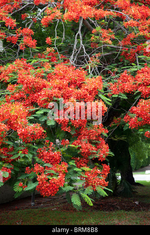 A colorful, Caribbean shrub with leaves of many colors including cream ...