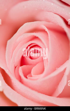 Close-up of a light pink rose in bloom with two small buds. Great for ...