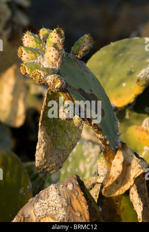 Drooping Prickly Pear Cactus ( Opuntia monacantha Stock Photo - Alamy