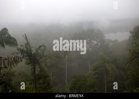 Chalalan Rainforest: Tropical Rainforest Stock Photo - Alamy