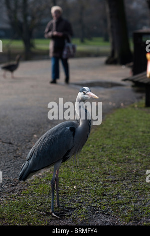 Grey Heron (Ardea cinerea) with person looking at it Stock Photo - Alamy