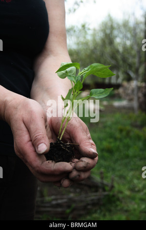 bell pepper seedling in woman's hands Stock Photo - Alamy