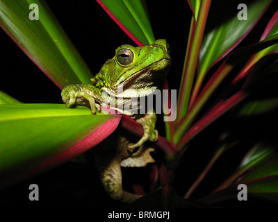 Green Climbing Toad - (Bufo coniferus) - Costa Rica - arboreal Stock ...