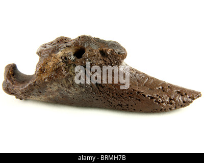 Paramylodon harlani (tooth from the extinct Harlan's Ground Sloth) 1 ...