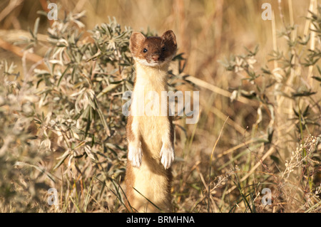 Stock photo of a long-tailed weasel standing up Stock Photo - Alamy