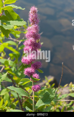Douglas spirea (Spiraea douglasii) growing beside a wilderness lake in ...