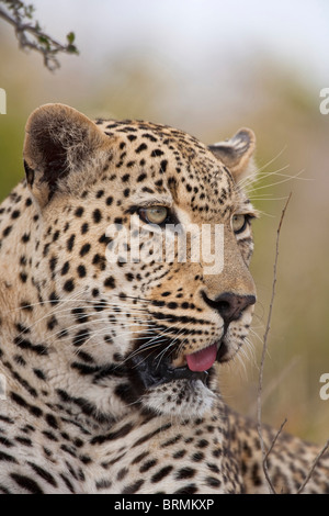 Leopard portrait Male leopard Stock Photo - Alamy
