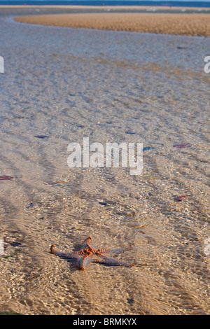 Starfish in shallow water Stock Photo - Alamy