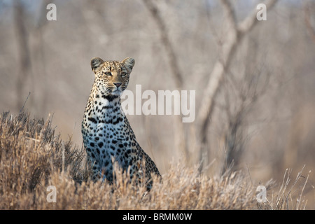 Leopard sitting upright staring intently Stock Photo - Alamy