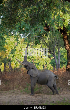 Elephant reaching the leaves of a tree with its trunk Stock Photo - Alamy