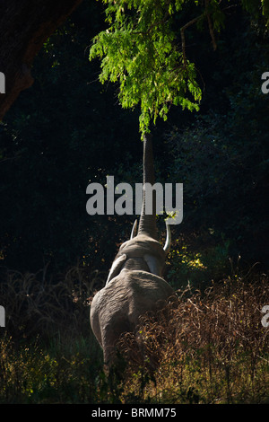 Elephant reaching up with trunk for leaves from tree Stock Photo - Alamy