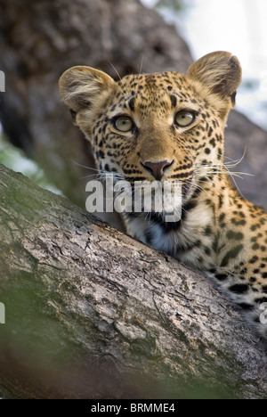 Portrait of a young female leopard in a tree Stock Photo - Alamy