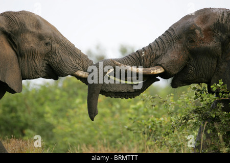 Two big elephants touching with their trunks in the safari in Serengeti ...