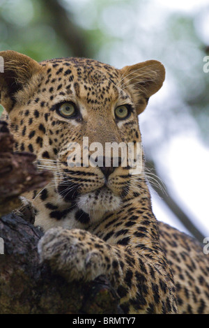 Leopard looking up in the Sabi Sands, South Africa Stock Photo - Alamy